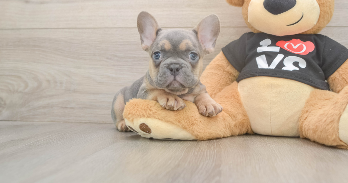 Hypoallergenic French Bulldog Bullet: 5lb 0oz Purebred Puppy