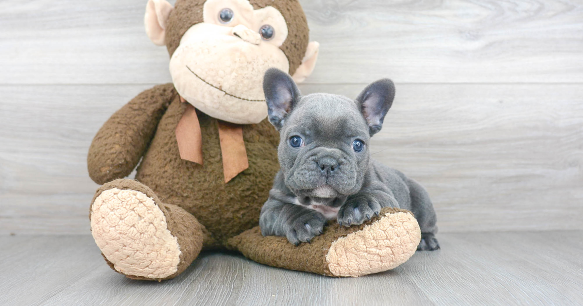 Hypoallergenic French Bulldog Bullet: 6lb 11oz Purebred Puppy
