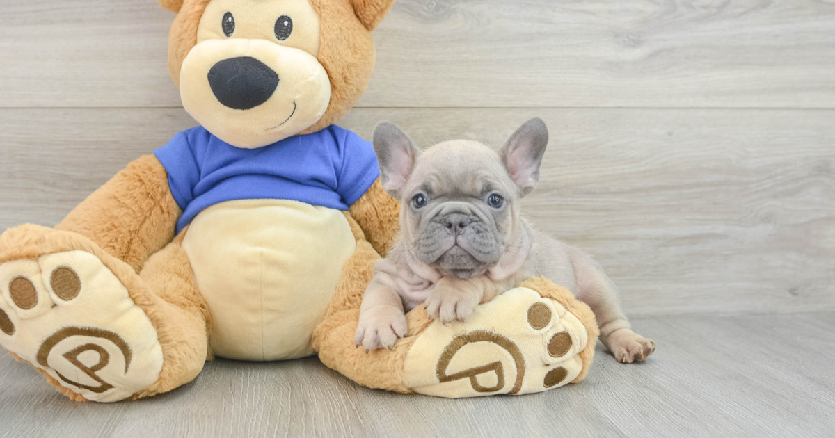 Playful French Bulldog Diesel: 7lb 7oz Purebred Puppy