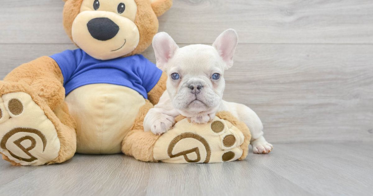 Playful French Bulldog Dozer: 6lb 4oz Purebred Puppy