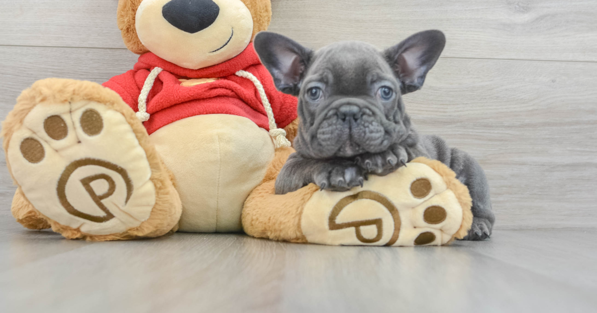 Energetic French Bulldog Gladiator: 7lb 6oz Purebred Puppy