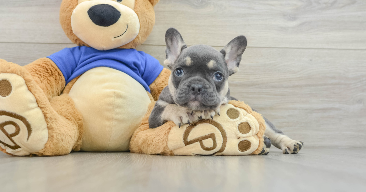 Adorable French Bulldog Gladiator: 6lb 7oz Purebred Puppy