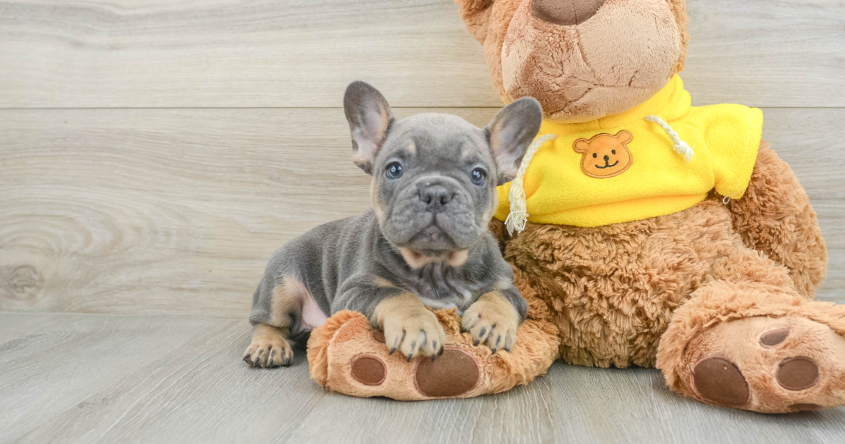 Popular French Bulldog Gladiator: 7lb 2oz Purebred Puppy