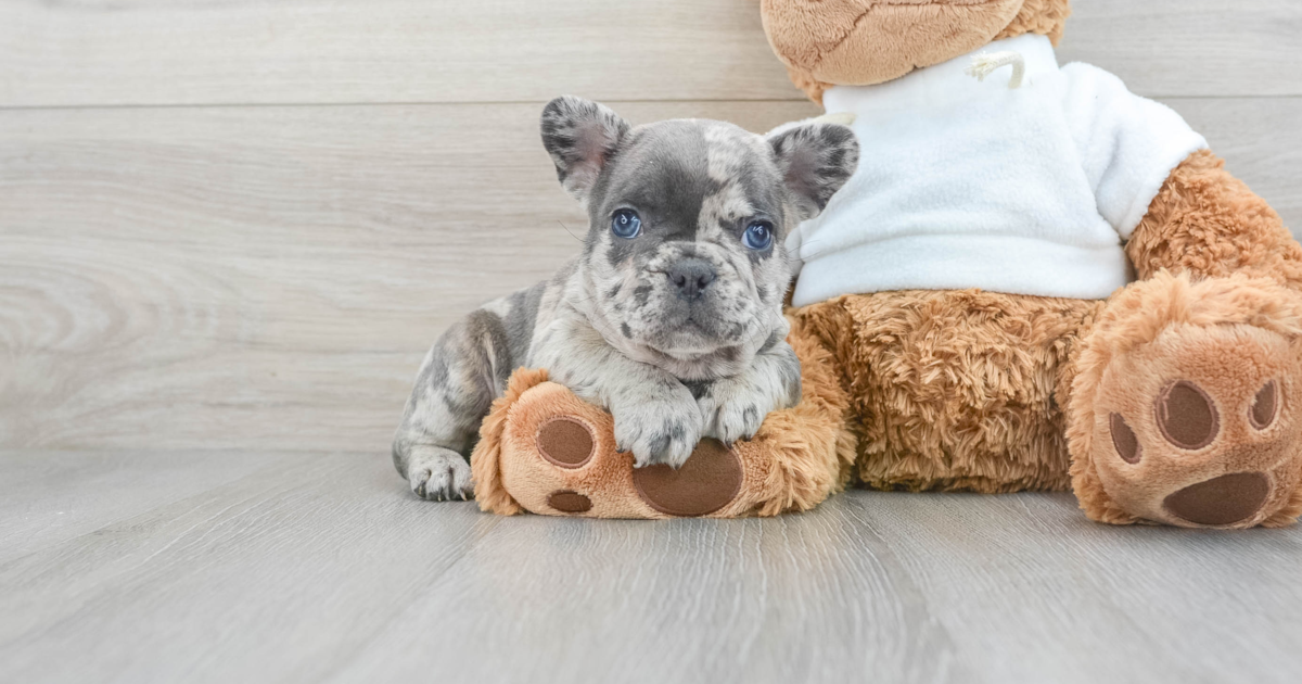 Petite French Bulldog Jett: 6lb 10oz Purebred Puppy