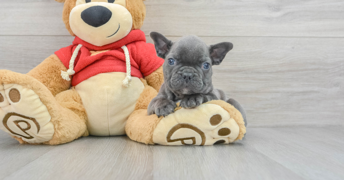 Fluffy French Bulldog Jett: 5lb 14oz Purebred Puppy