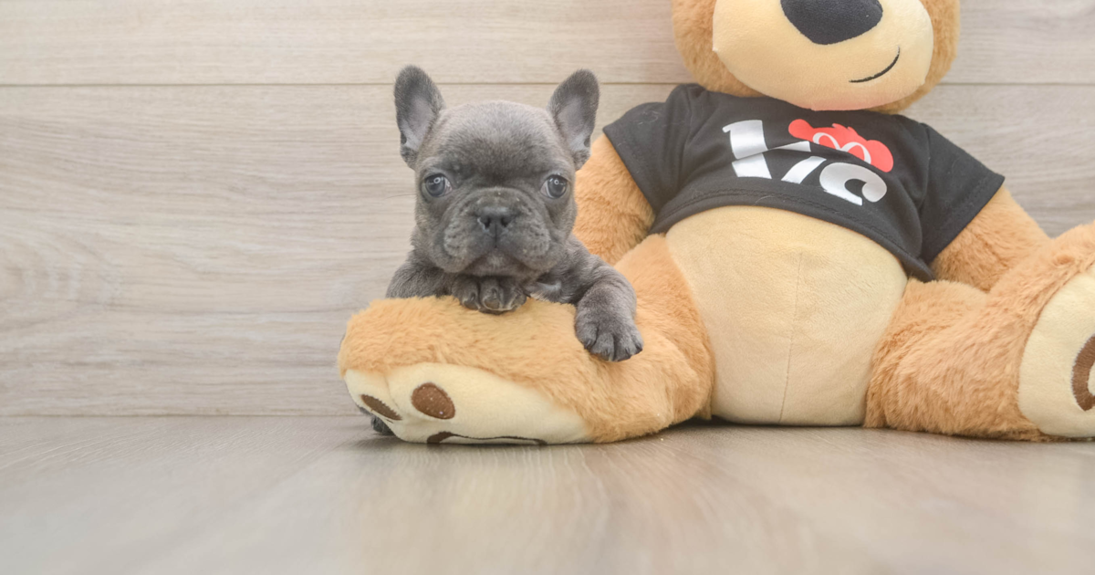 Popular French Bulldog Meg: 3lb 7oz Purebred Puppy