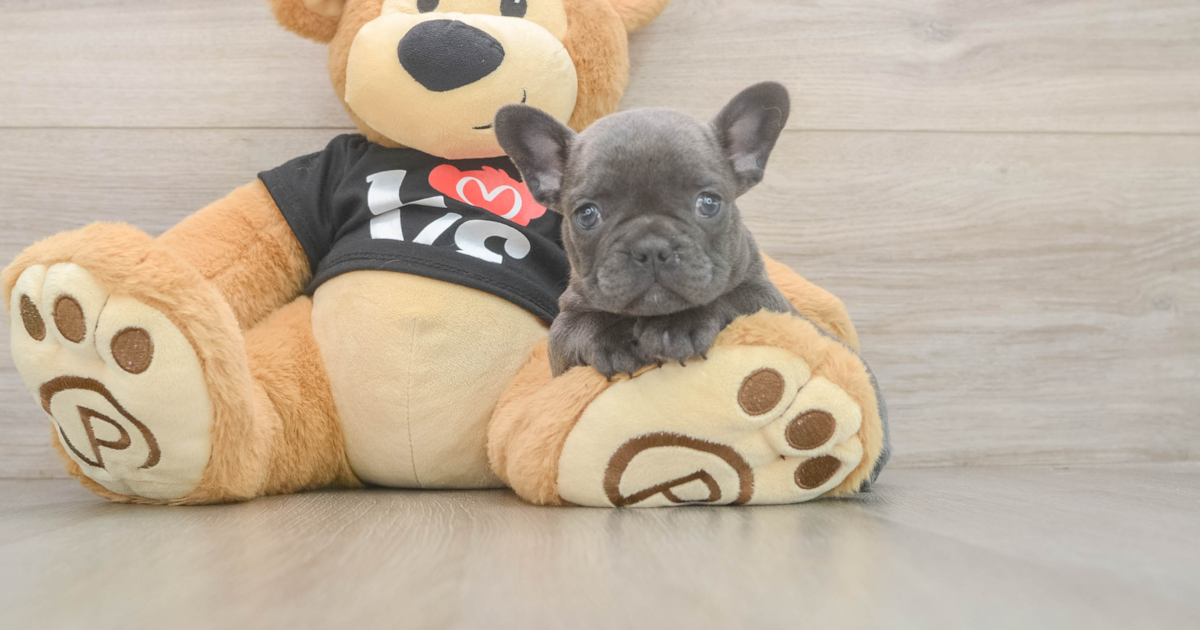 Small French Bulldog Mona Lisa: 4lb 15oz Purebred Puppy