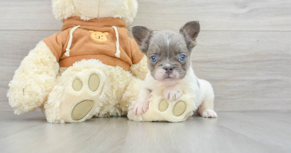 Adorable French Bulldog Rambo: 3lb 10oz Purebred Puppy