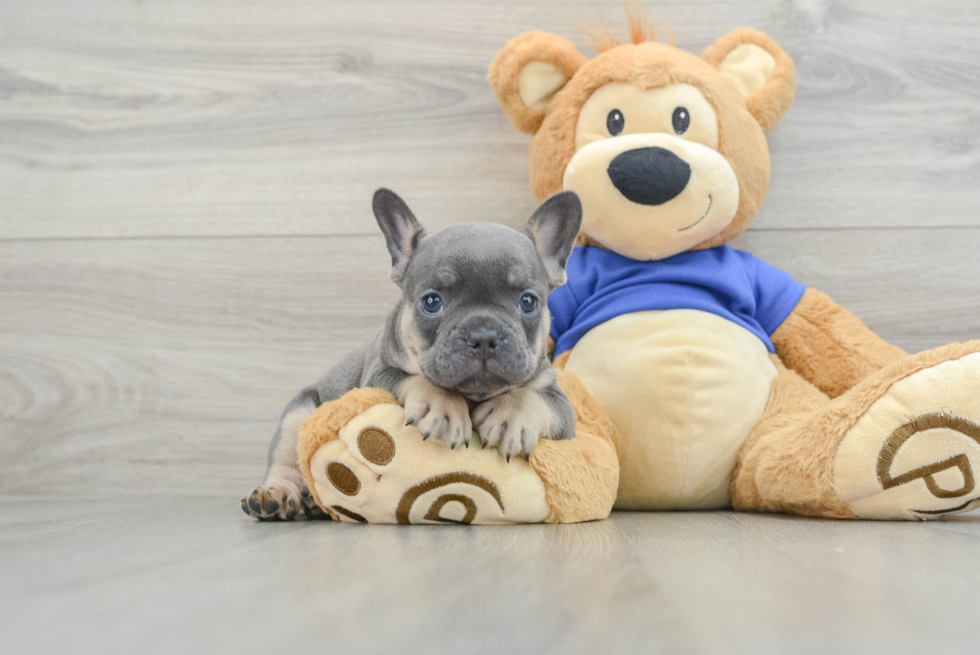 Funny French Bulldog Rhino: 7lb 6oz Purebred Puppy