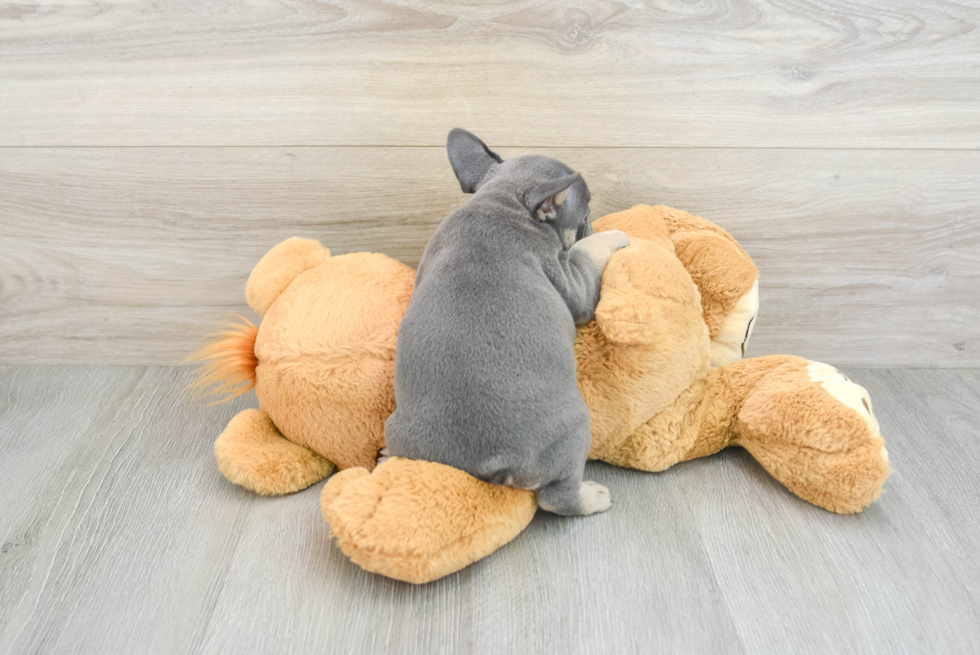 Funny French Bulldog Rhino: 7lb 6oz Purebred Puppy
