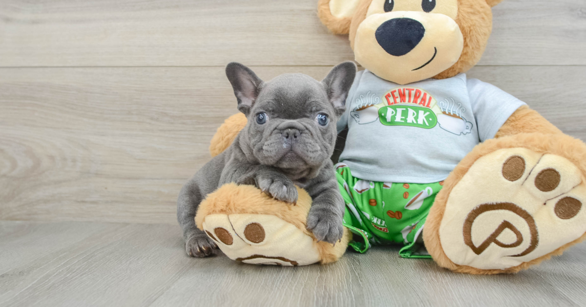 Petite French Bulldog Rhino: 6lb 1oz Purebred Puppy