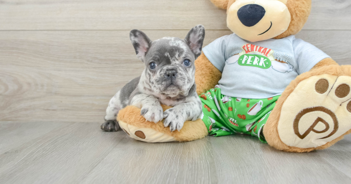 Small French Bulldog Rhythm: 6lb 2oz Purebred Puppy