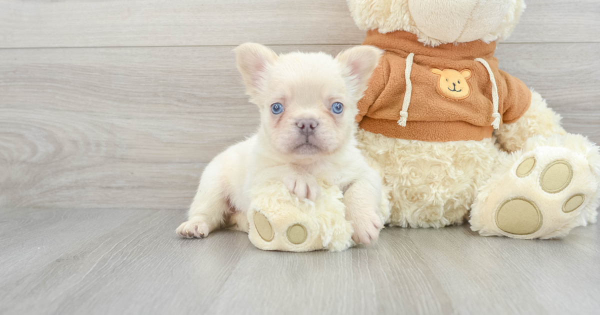 Popular French Bulldog Rolex: 4lb 13oz Purebred Puppy