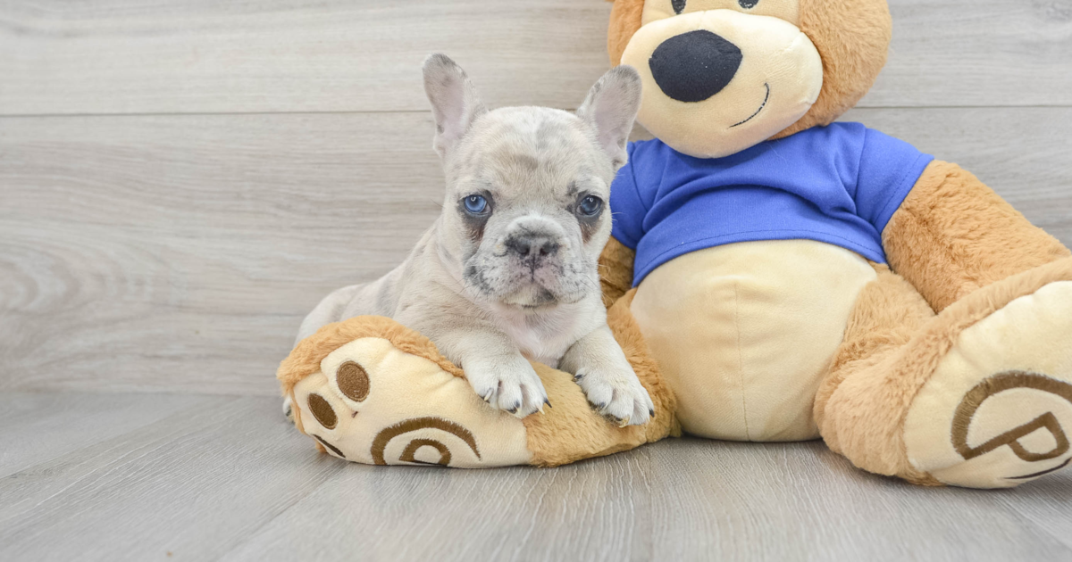 Energetic French Bulldog Tank: 7lb 15oz Purebred Puppy