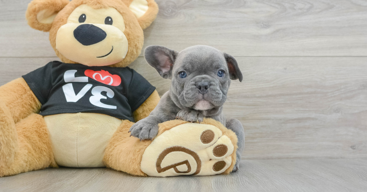 Energetic French Bulldog Tank: 7lb 5oz Purebred Puppy