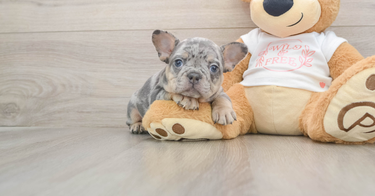 Hypoallergenic French Bulldog Titan: 6lb 5oz Purebred Puppy