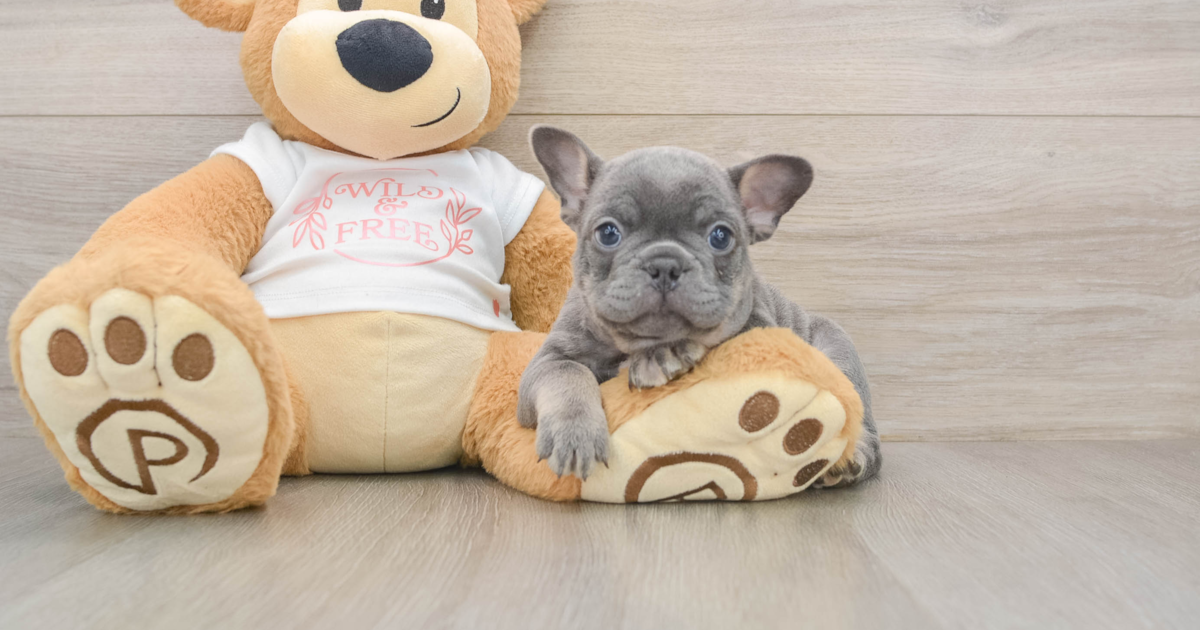 French Bulldog Trish: 3lb 15oz Purebred Puppy