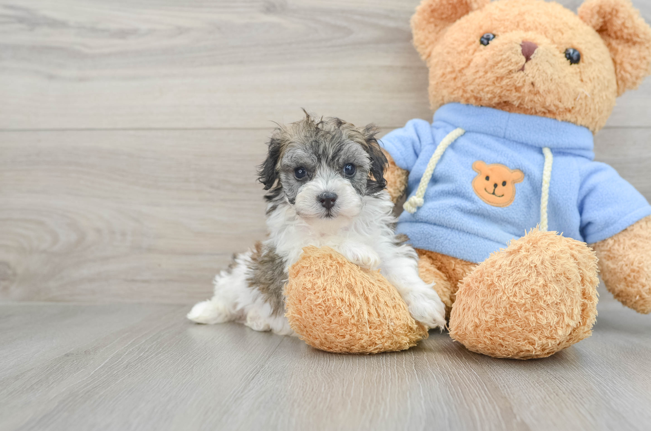 Lovely Havachon Puppies for Sale | Premier Pups