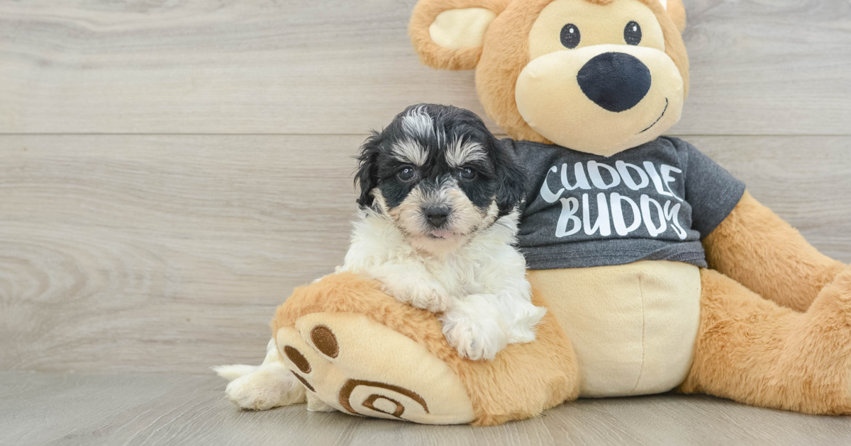 Smart Havachon Kilo: 3lb 13oz Designer Puppy