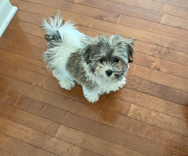 Exclusive Havashu Puppies for Sale | Premier Pups