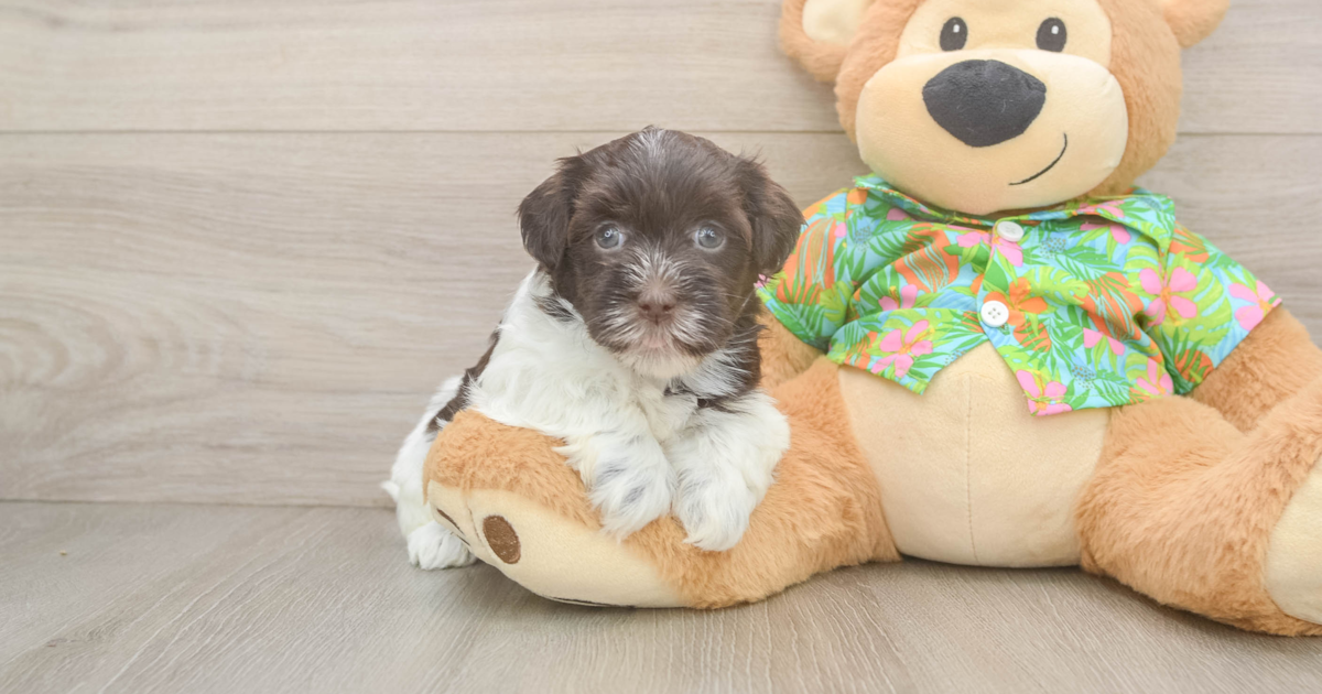 Friendly Havanese Bobby: 4lb 3oz Purebred Puppy