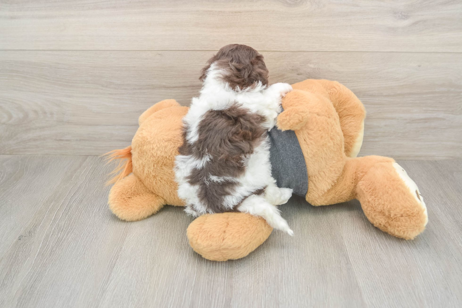 Funny Havanese Catalina: 3lb 9oz Purebred Puppy