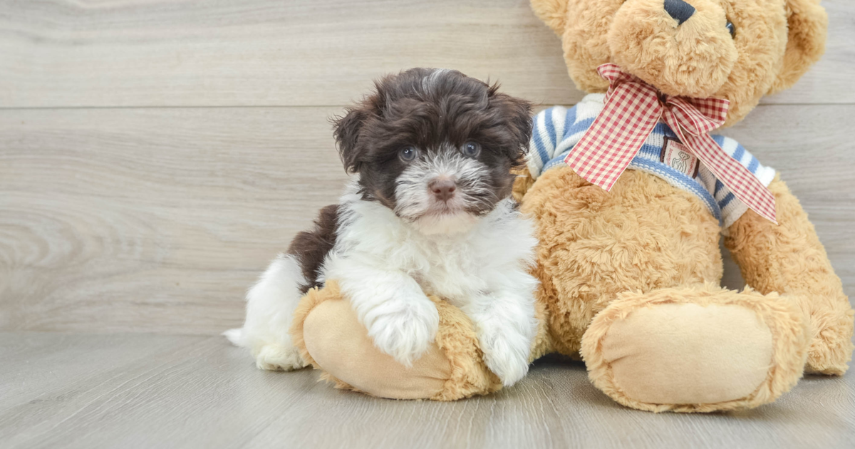 Fluffy Havanese Chad: 2lb 15oz Purebred Puppy