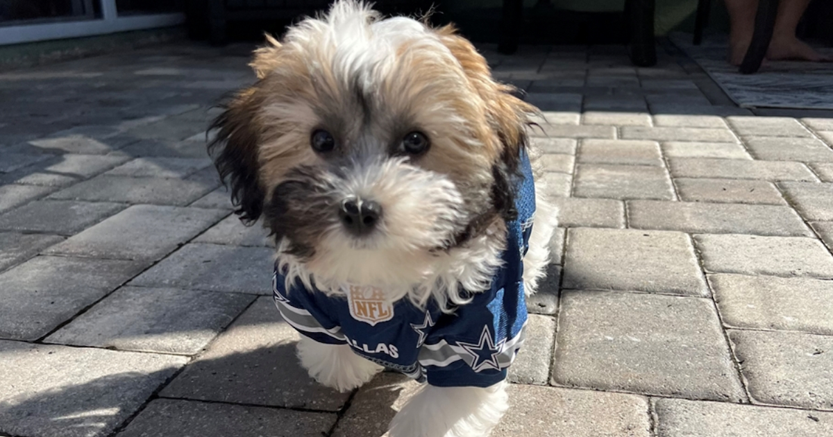 Havanese Dog Breed Information | Premier Pups