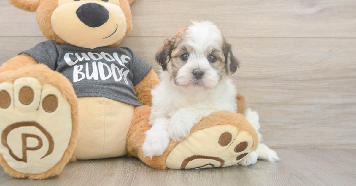 Havanese Harris: 2lb 8oz Purebred Puppy