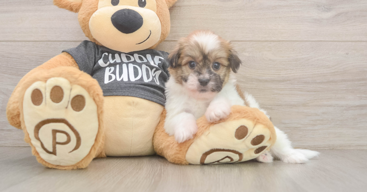 Funny Havanese Harris: 3lb 0oz Purebred Puppy