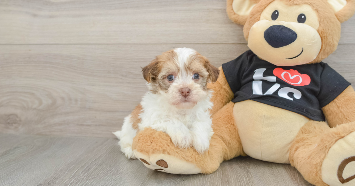 Funny Havanese Java: 2lb 15oz Purebred Puppy