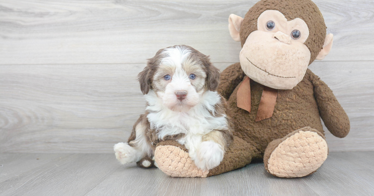 Funny Havanese Java: 4lb 5oz Purebred Puppy