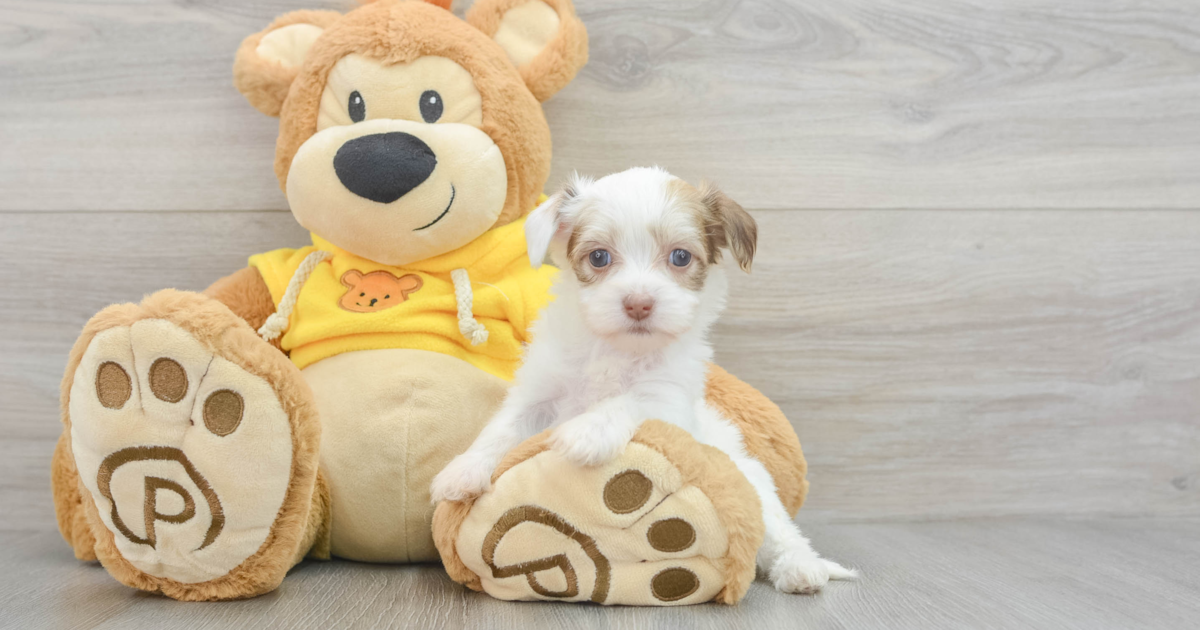 Little Havanese Java: 1lb 10oz Purebred Puppy