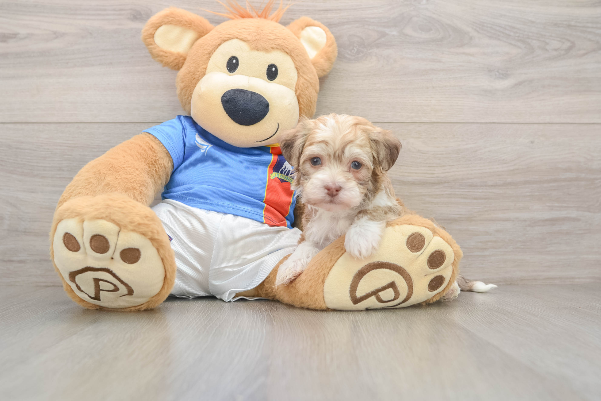 Havanese Jedd: 1lb 12oz Purebred Puppy