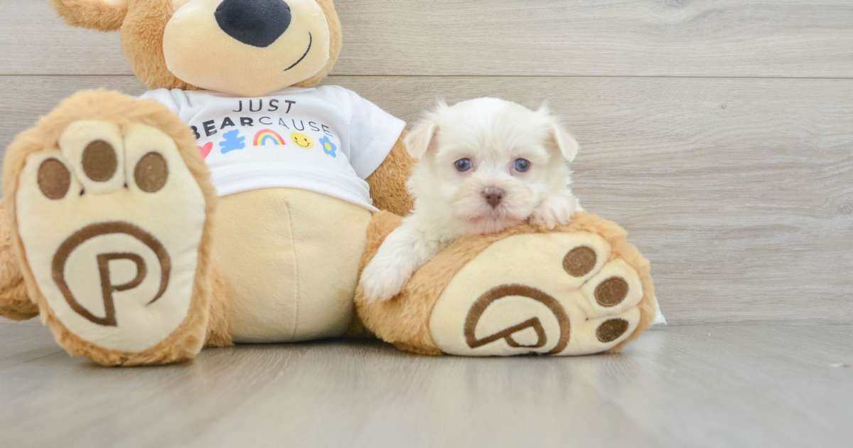 Adorable Havanese Jose: 2lb 2oz Purebred Puppy