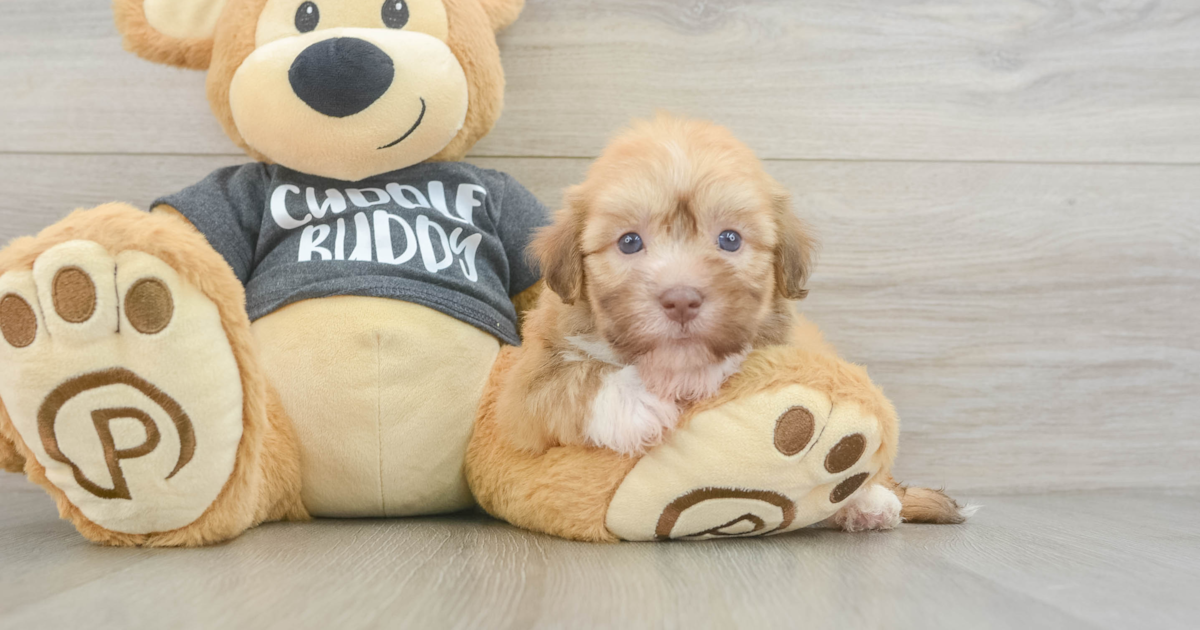 Sweet Havanese Kilo: 2lb 10oz Purebred Puppy