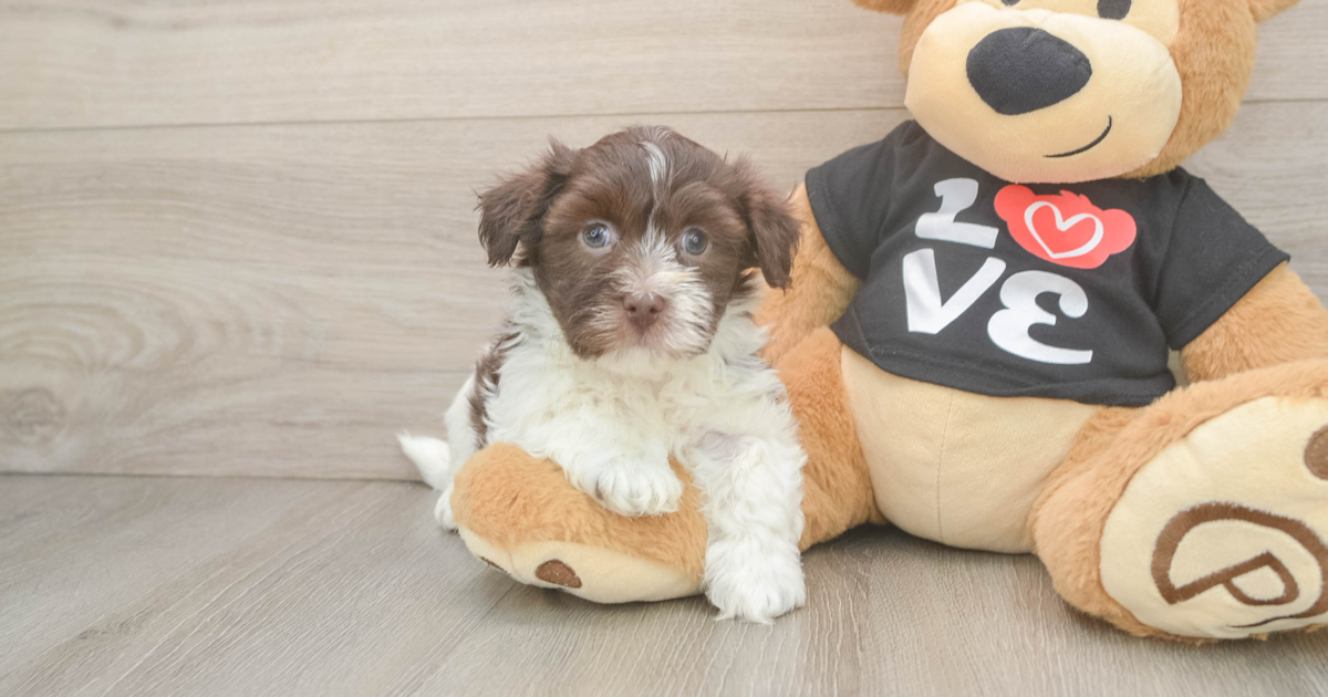 Popular Havanese Kilo: 3lb 1oz Purebred Puppy