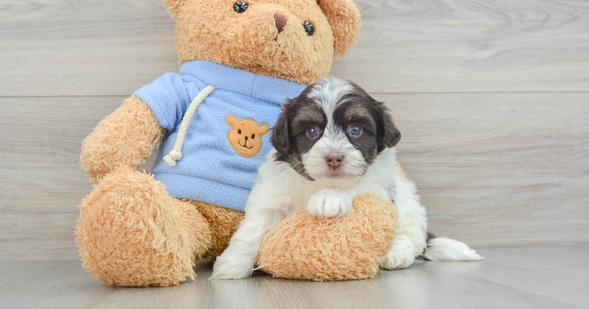 Funny Havanese Lark: 3lb 4oz Purebred Puppy