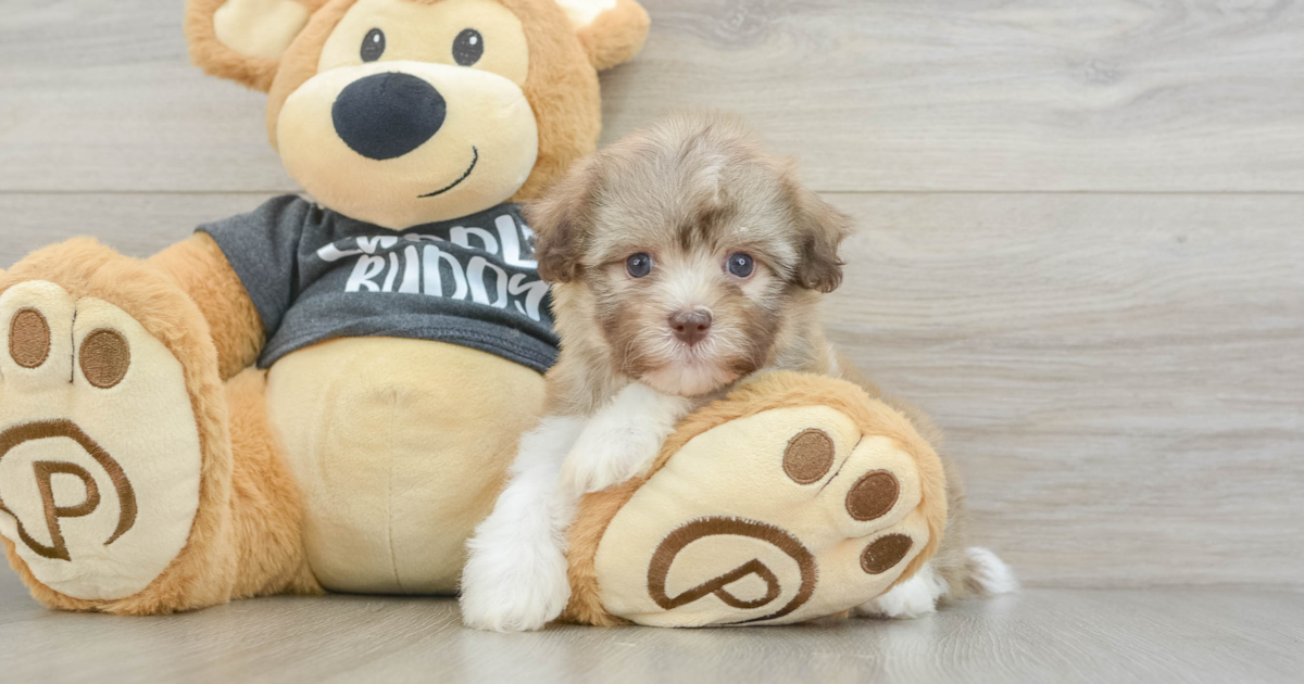 Playful Havanese Lon: 3lb 13oz Purebred Puppy