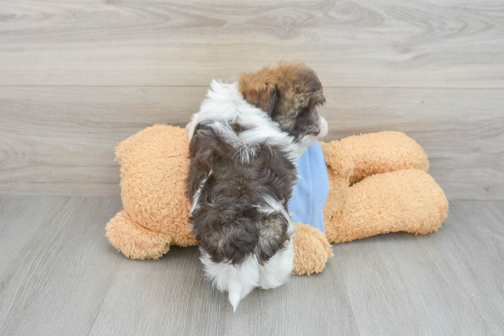 Friendly Havanese Seven: 4lb 6oz Purebred Puppy
