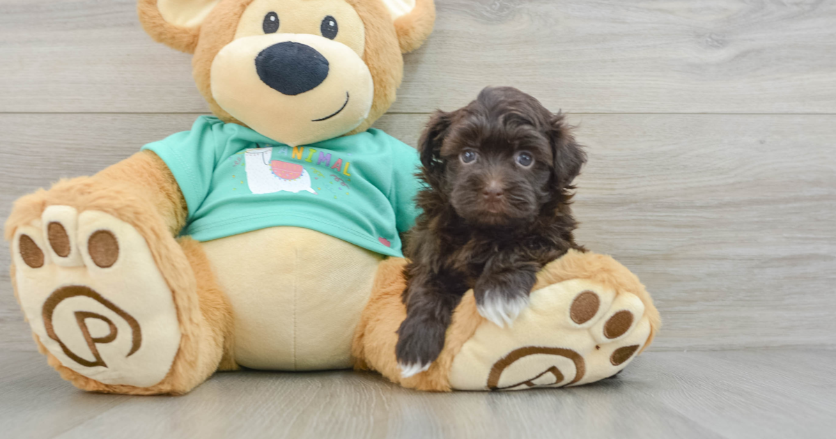 Adorable Havanese Shay: 2lb 7oz Purebred Puppy