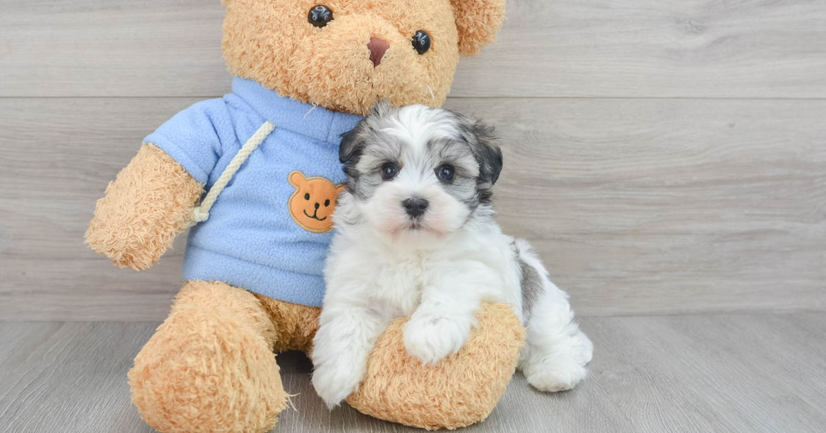 Cute Havanese Tandy: 2lb 15oz Purebred Puppy