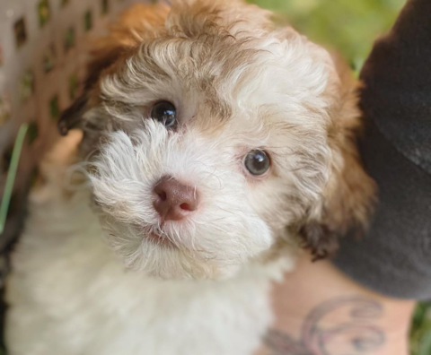 Exclusive Havashu Puppies for Sale | Premier Pups
