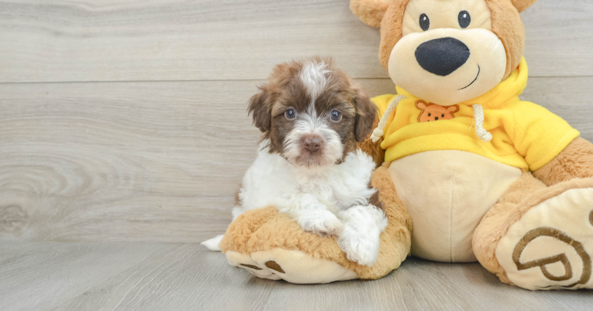 Sweet Havapoo Abraham: 3lb 13oz Doodle Puppy