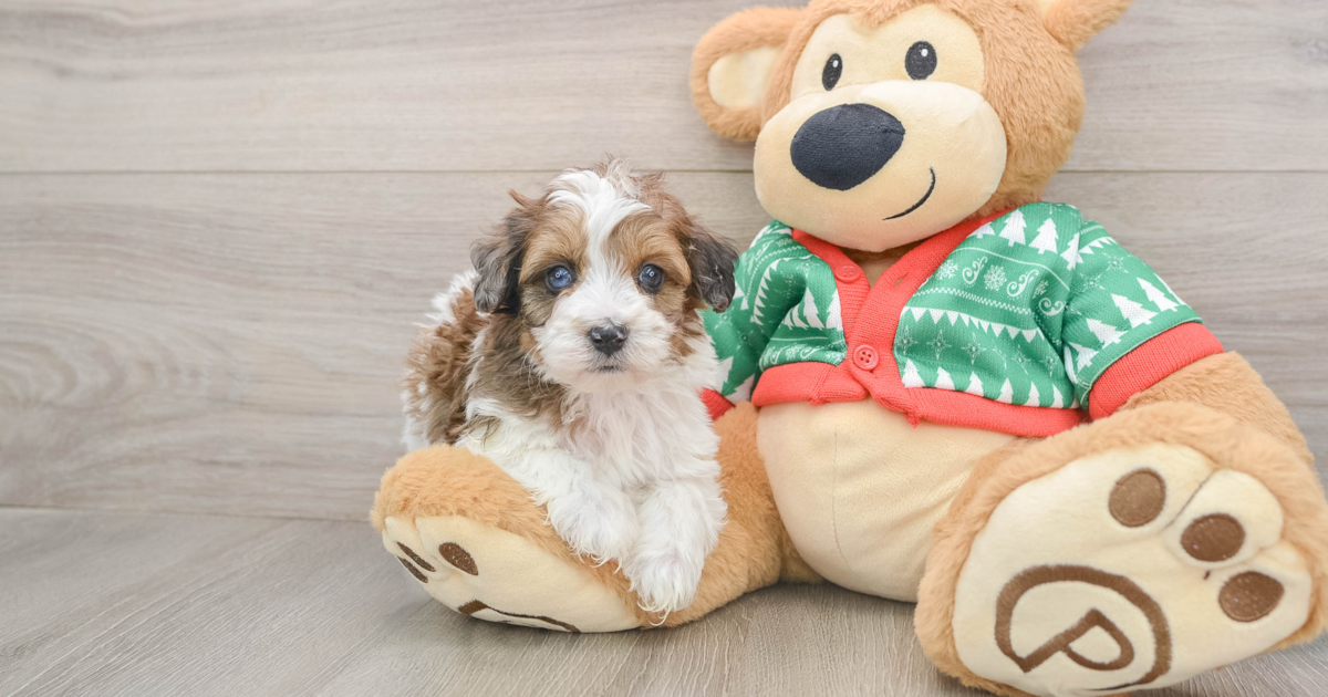 Popular Havapoo Abraham: 3lb 15oz Doodle Puppy