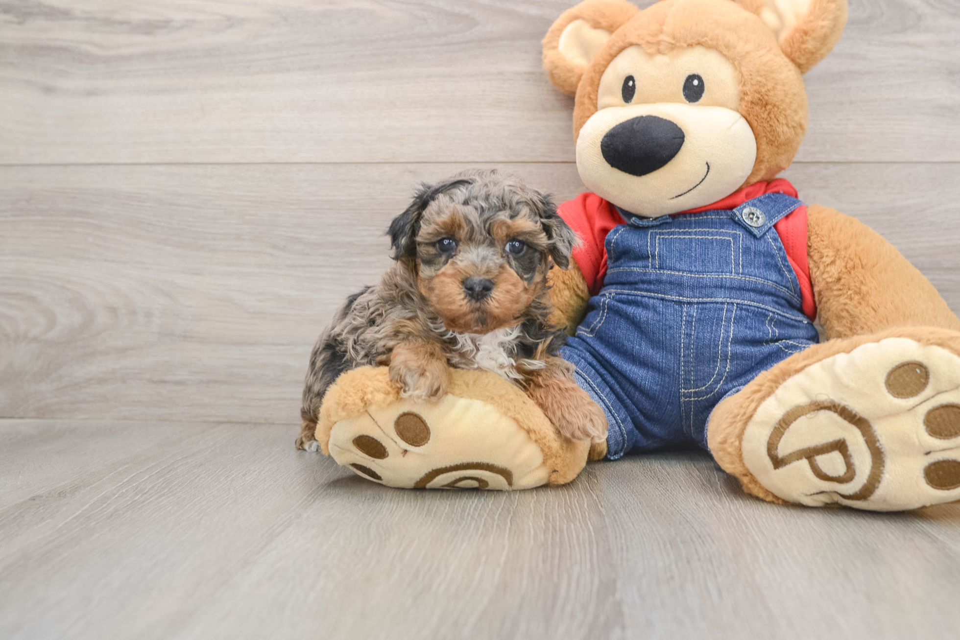 Small Havapoo Abraham: 3lb 6oz Doodle Puppy