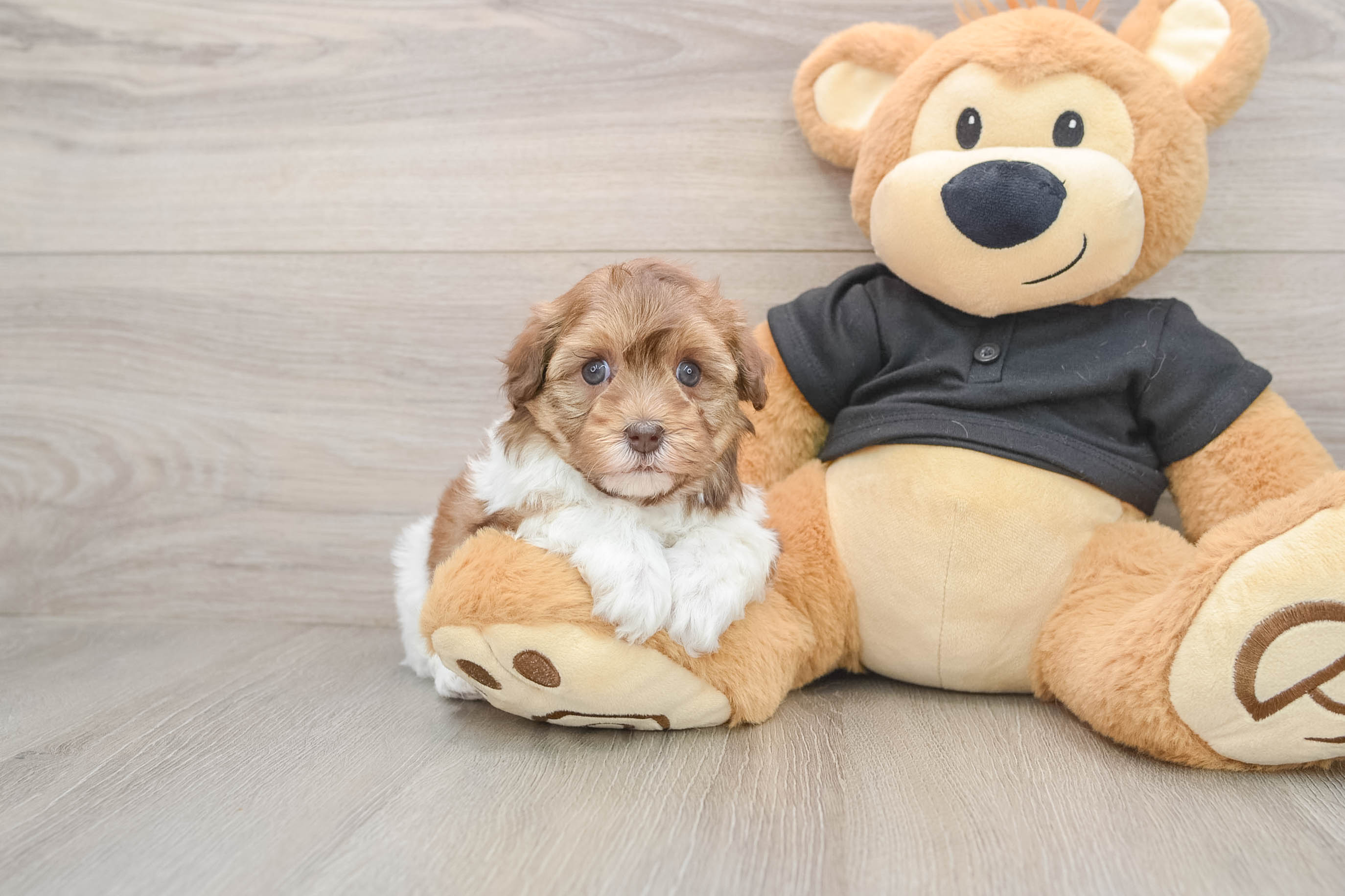 Havapoo Agave: 2lb 2oz Doodle Puppy