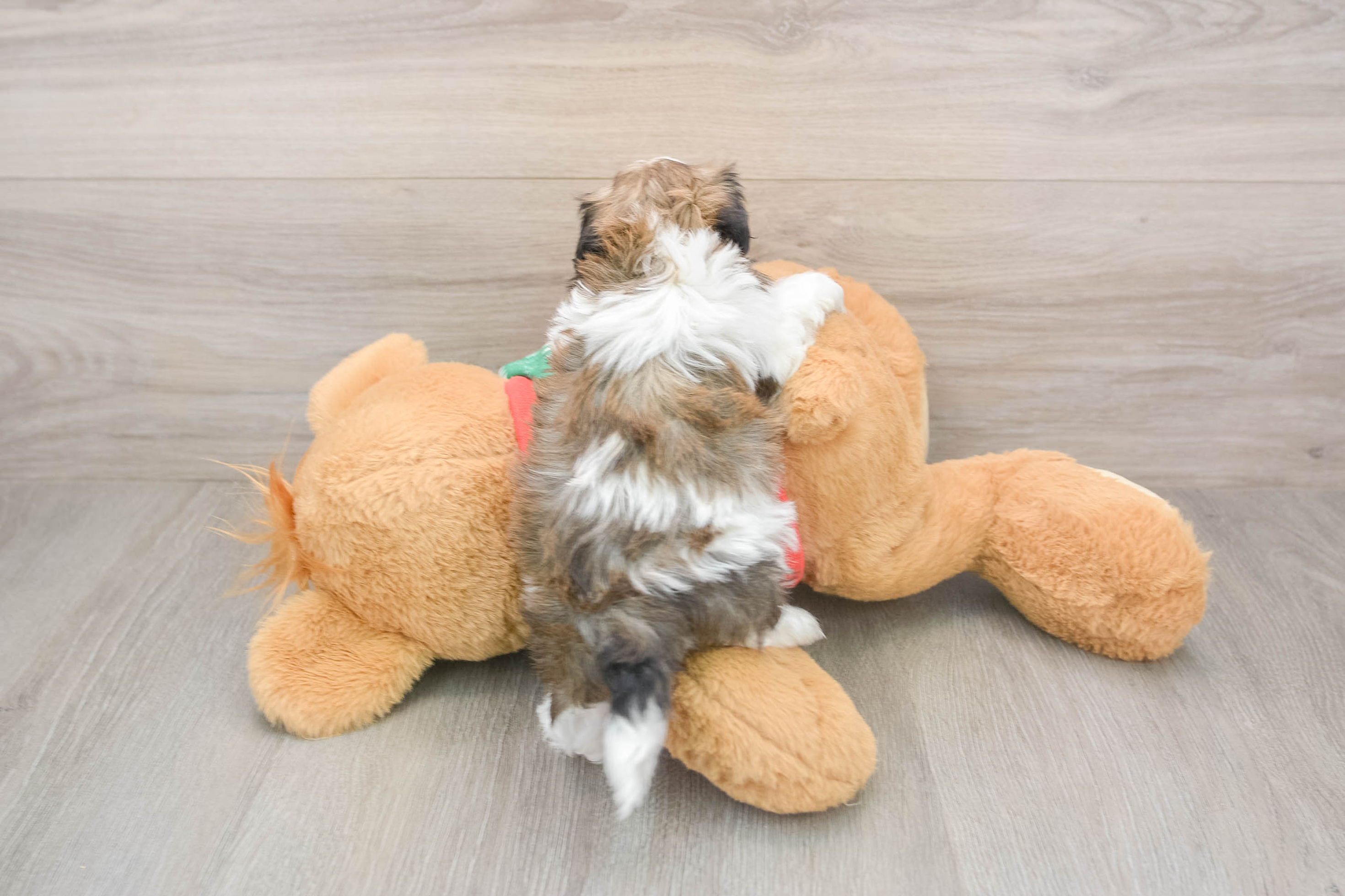 Sweet Havapoo Alejandro: 2lb 13oz Doodle Puppy