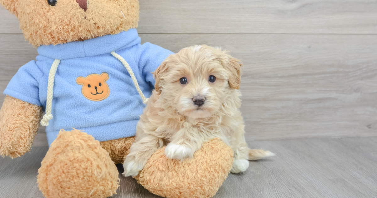 Sweet Havapoo Alona: 3lb 8oz Doodle Puppy