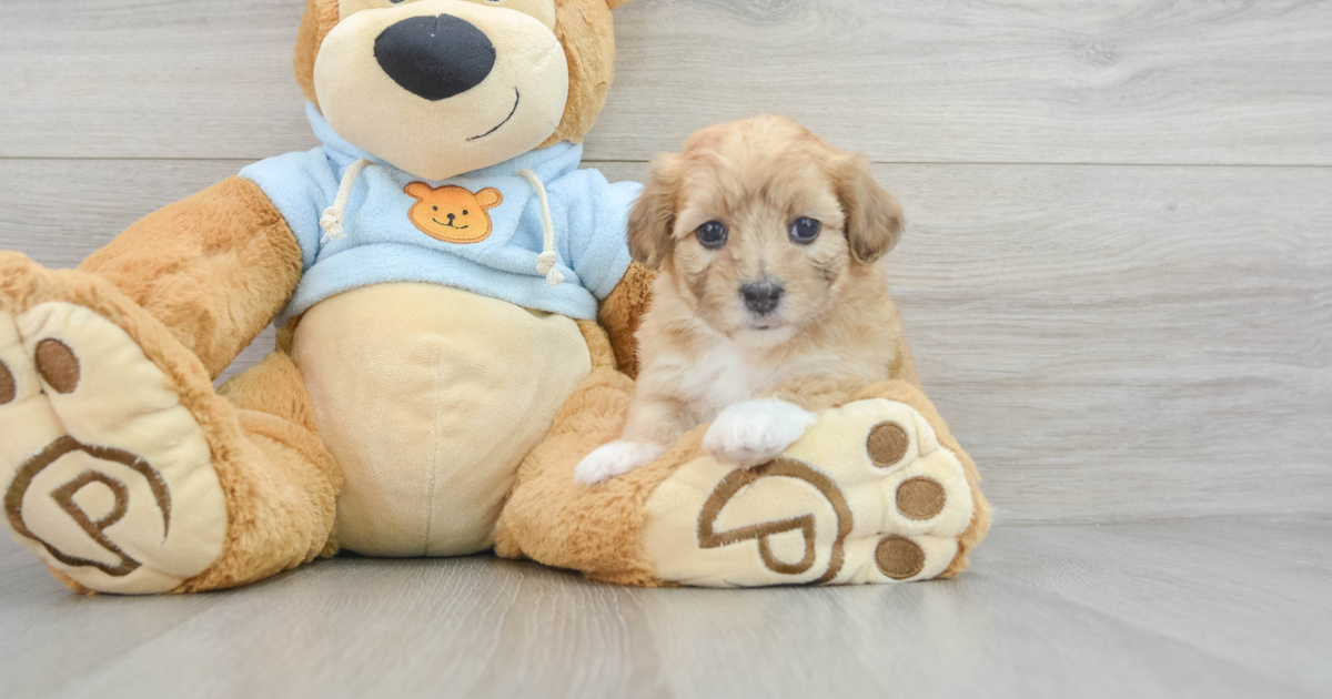 Sweet Havapoo Alona: 3lb 4oz Doodle Puppy